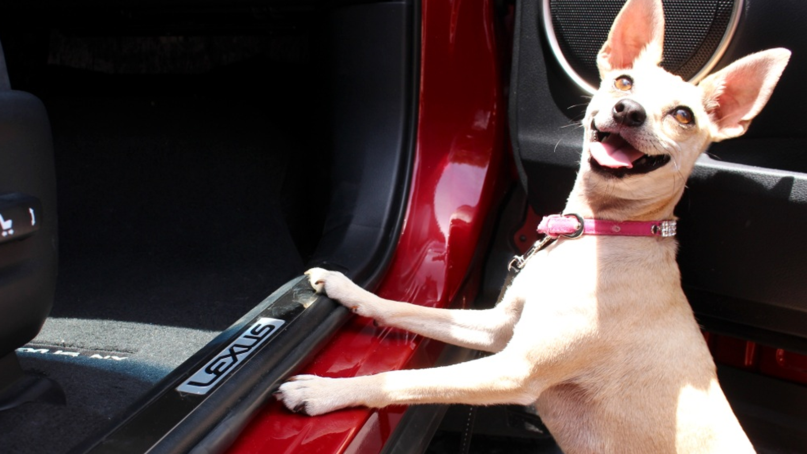 7 Dogs Enjoying Their Favorite Lexus | Clublexus