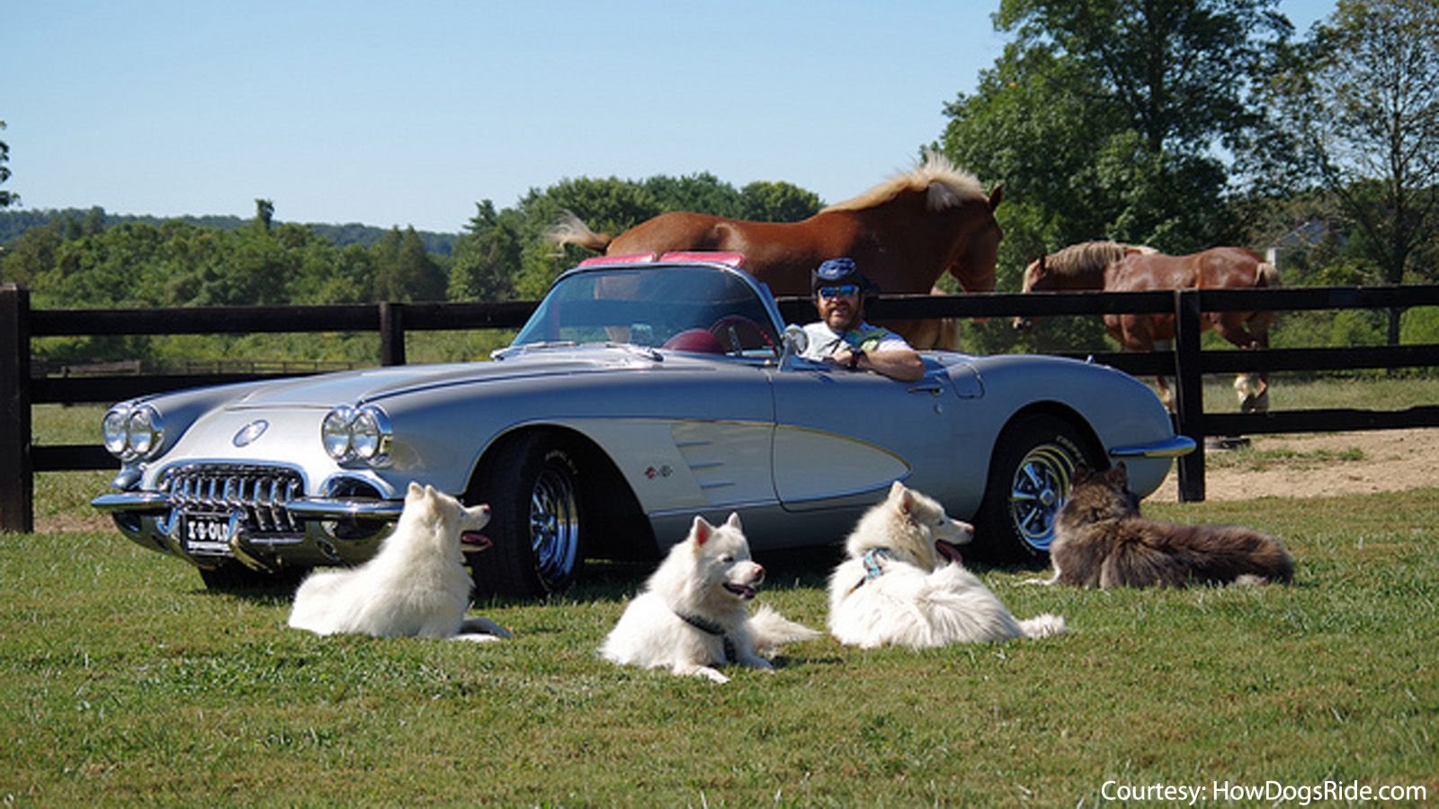 8 Best Dogs Posing with Corvettes | Corvetteforum