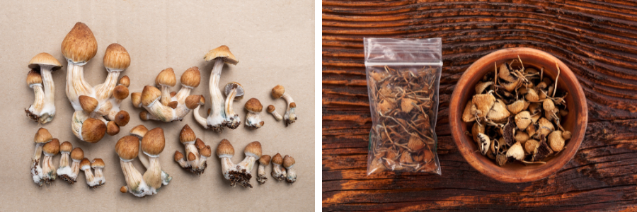 Are Magic Mushroom Legal in Any State?
