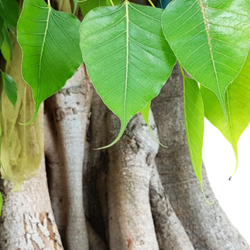 Making a zen garden: Your garden is your spa - Dave's Garden