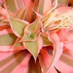 How to Grow Cypress Trees from Seed - Dave's Garden