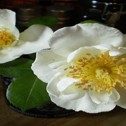 Rose Rustling: Rounding Up Old Roses - Dave's Garden