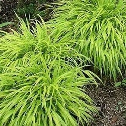 Chartreuse Plants for the Garden - Dave's Garden