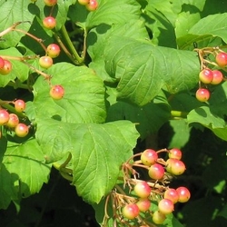 Compact Viburnums for Your Garden - Dave's Garden