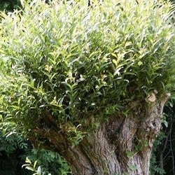 The History, Uses and Folklore of the Willow Tree - Dave's Garden