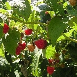 Caring for Raspberry Canes - Dave's Garden