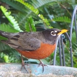 The Secret Garden . . . what did it REALLY look like? - Dave's Garden