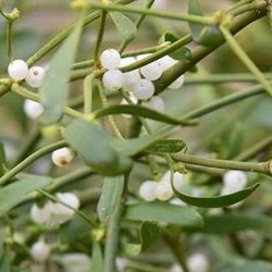 Some Interesting Facts and Legends About Mistletoe - Dave's Garden