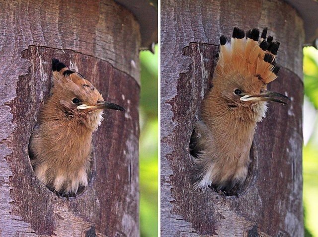 Eurasian Hoopoe: The National Bird Of Israel - Dave's Garden
