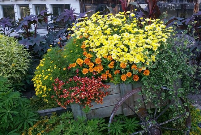 Announcing the Winners of the 2016 Photo Contest - Dave's Garden