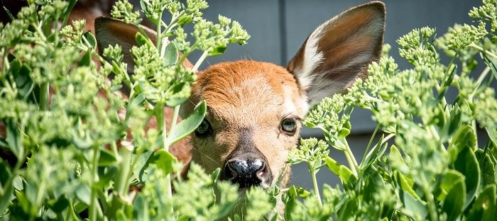 Natural Pest Control for Insects and Animals - Dave's Garden