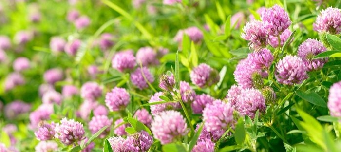 Are Cover Crops Right for Small Gardens? - Dave's Garden