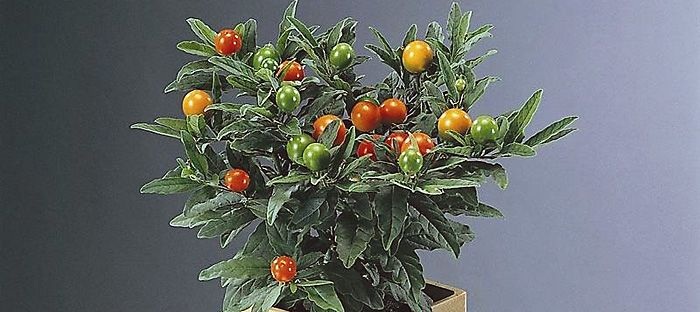 The Chancy Christmas Cherry - Dave's Garden