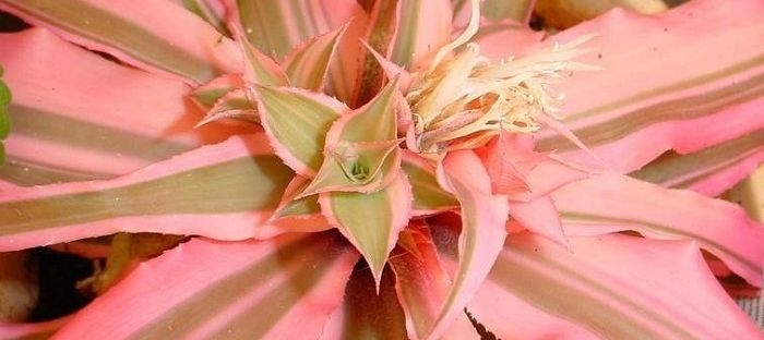 Cryptanthus - Dividing and Growing - Dave's Garden