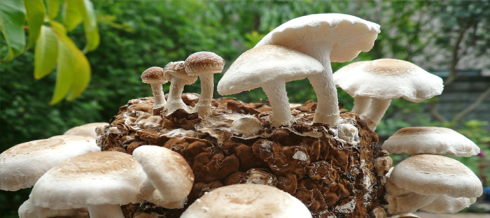Mushroom Grower's Guide: Getting to Know Oysters, Maitake, and Shitake ...