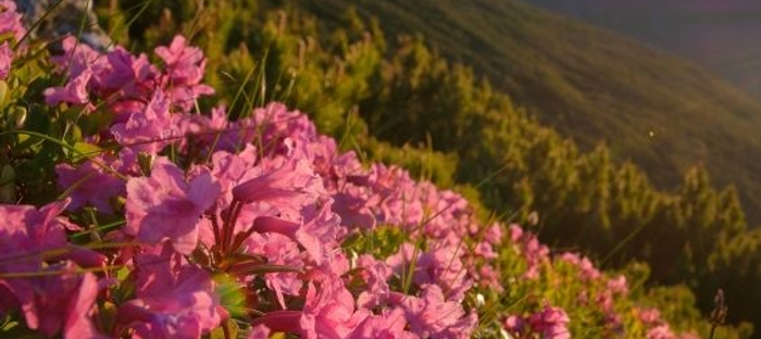 Southern Spring Blooming Native Plants - Dave's Garden