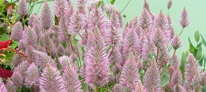 Mulling Over Mulla Mulla - Dave's Garden