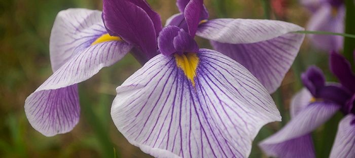 How can you grow hard-to-germinate perennials from seed? A little ...