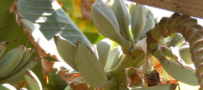 Medicinal Plants of the Pacific Islands - Dave's Garden