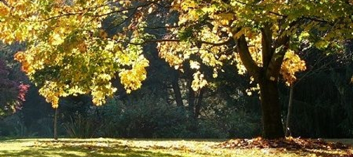 Choosing a Tree for Your Yard - Dave's Garden