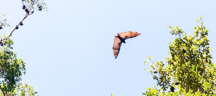 Bat Basics for Gardeners - Dave's Garden