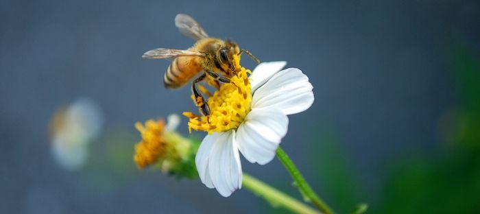 Planting a Pollinator Friendly Garden - Dave's Garden
