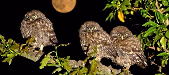 Birds of the Night - Dave's Garden