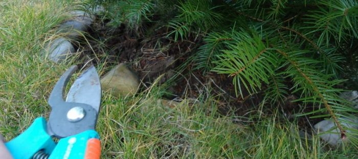 The Perfect Time for Pruning Your Fir Tree - Dave's Garden