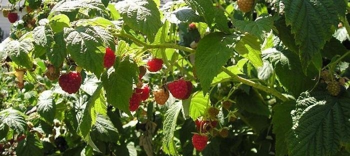 Raspberries!!! - Dave's Garden