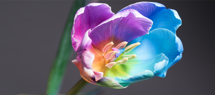 Painting the Yard: Colorful Summer Flowers and Colorful Containers ...