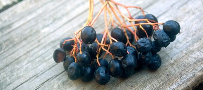 Saying "Gee" About Haws - Dave's Garden