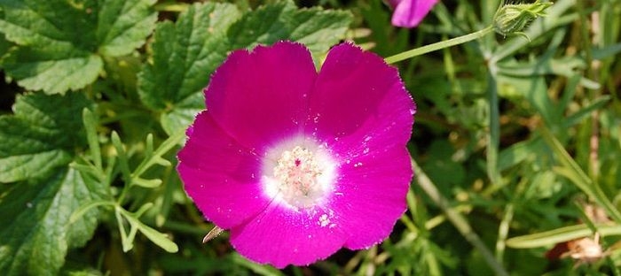 Identifying Wildflowers: Callirhoe involucrata, the Buffalo Rose - Dave ...