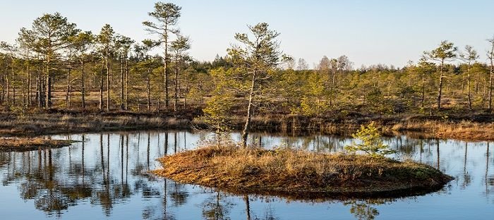 floating bog island with trees