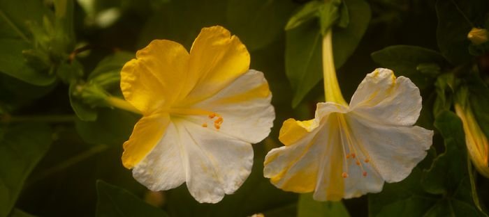 Time for Four O'clocks - Dave's Garden