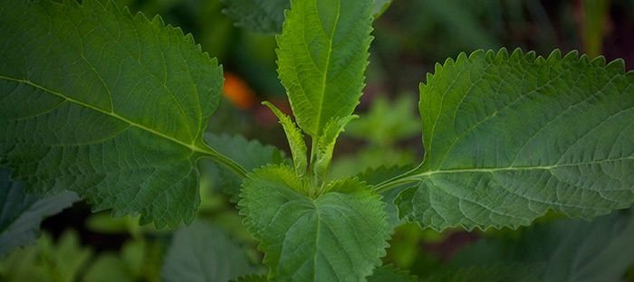 Tales of Lion's Tail - Dave's Garden