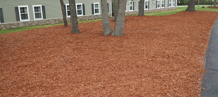 Complete Lawn Removal: A Step-by-Step Guide - Dave's Garden