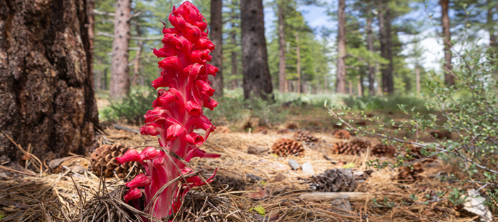 Mycotrophs and the Misunderstood Heath Family of Plants - Dave's Garden