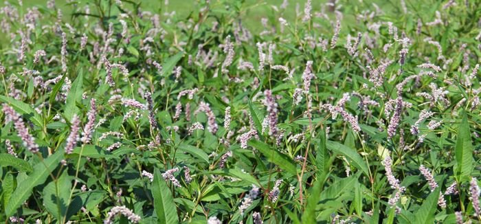 Polygonum pensylvanicum: Smartweed - Dave's Garden