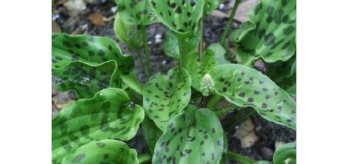 African Hosta (Little White Soldiers) - Dave's Garden