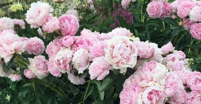 Heirloom Peonies - Dave's Garden
