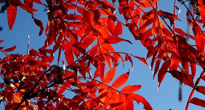 Vote for the 2023 DG Plant of the Year - Dave's Garden