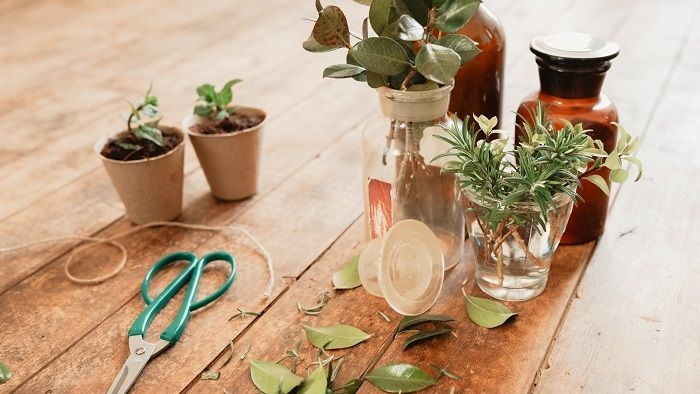 potting up cuttings