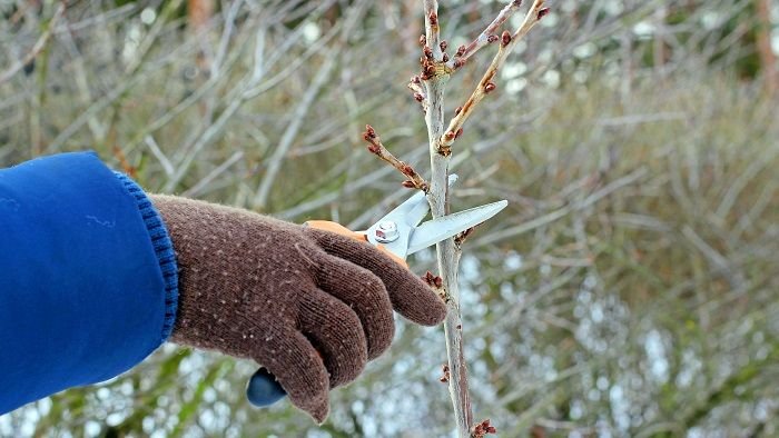 hand pruning shrub