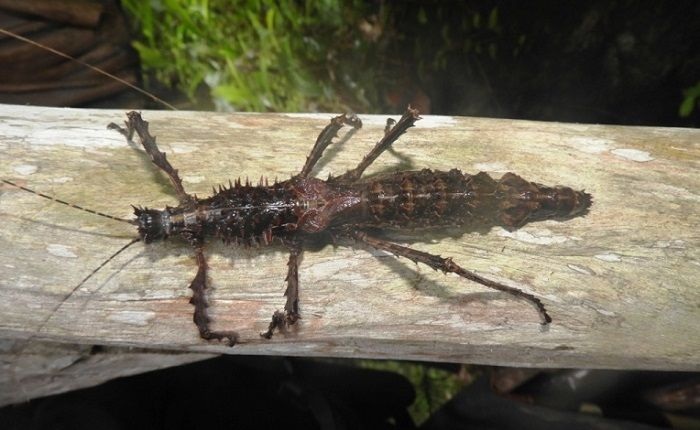 Hunting for Leafless Vanilla in Ambodiriana Forest - Dave's Garden