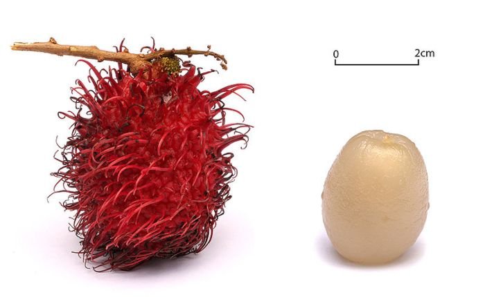 What In The World Is Rambutan? - Dave's Garden