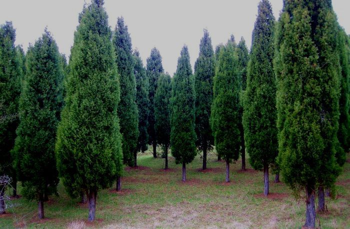 The Cypress of the Sahara - Dave's Garden