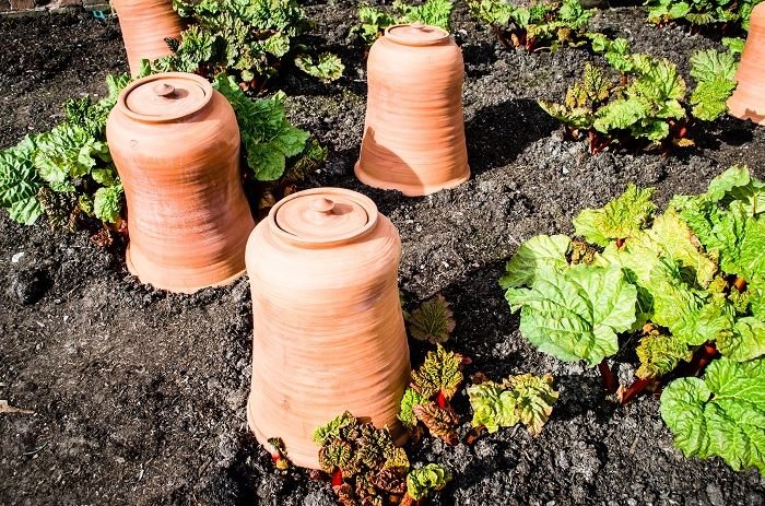 Forcing Rhubarb Plants - Dave's Garden