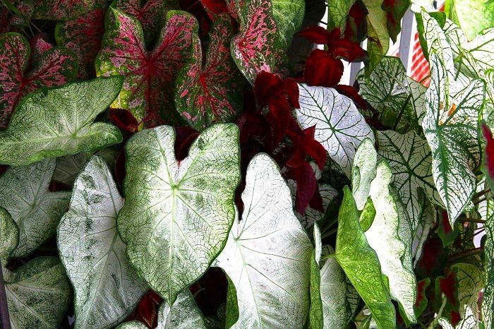 colorful caladium display