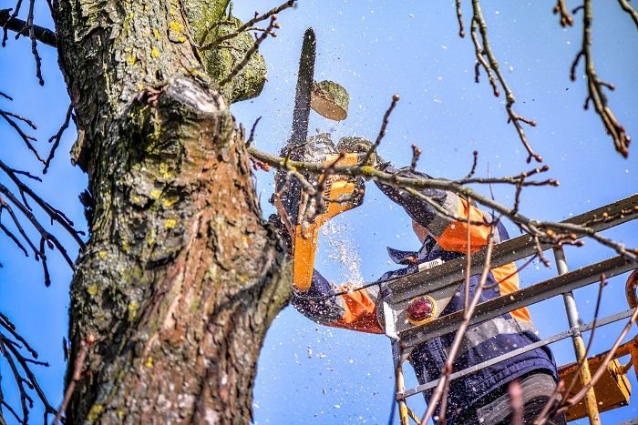 person with a chain saw pruning a tree
