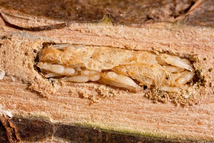 Now is the Time to Protect Your Ash Trees - Dave's Garden